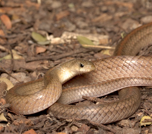 Species New to Science: [Herpetology • 2017] Oligodon huahin | งูงอดหัว ...