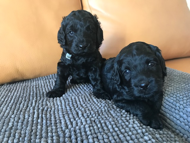 Golden Gate Labradoodles: Authentic Australian Labradoodles