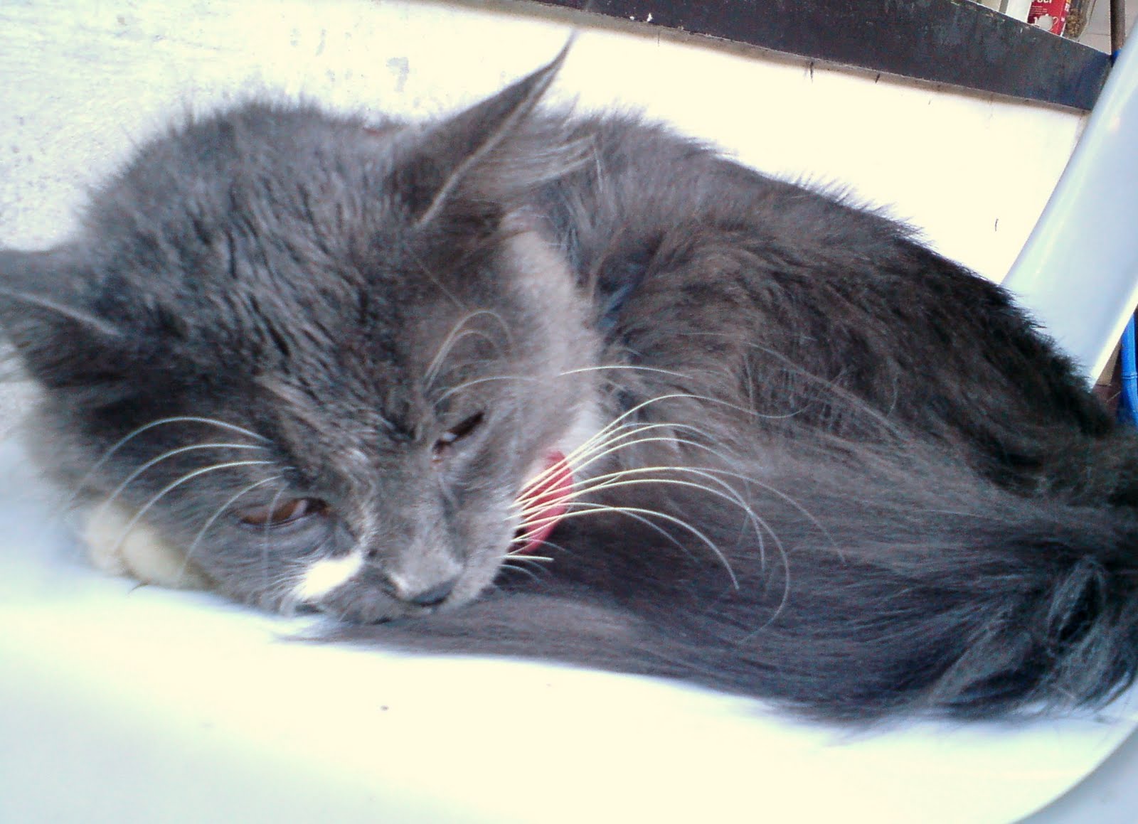 18+ Kateter Kucing Adalah Pics - Topik Masa Kini Indonesia