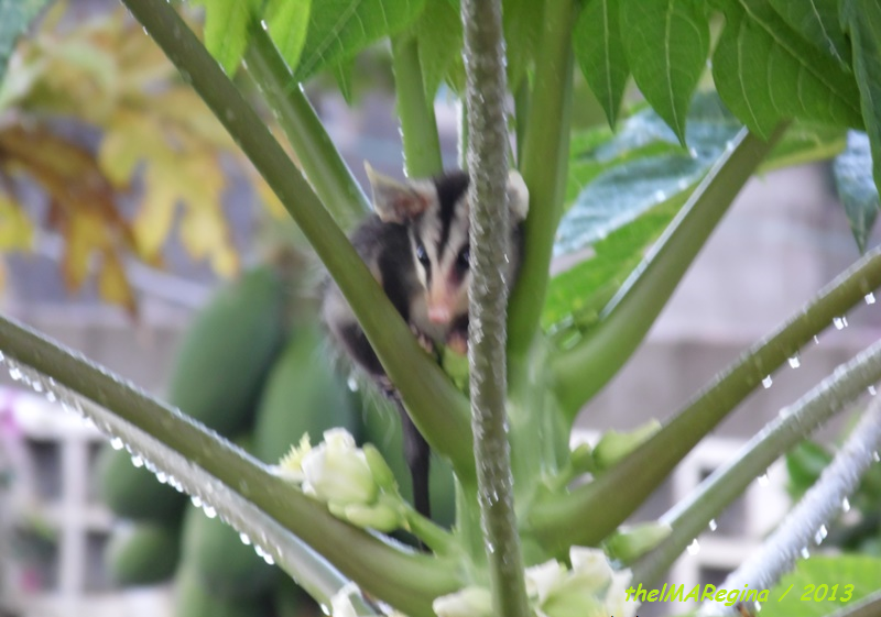 Thelma Regina Siqueira Linhares: encontros, sustos e histórias: TIMBU ...