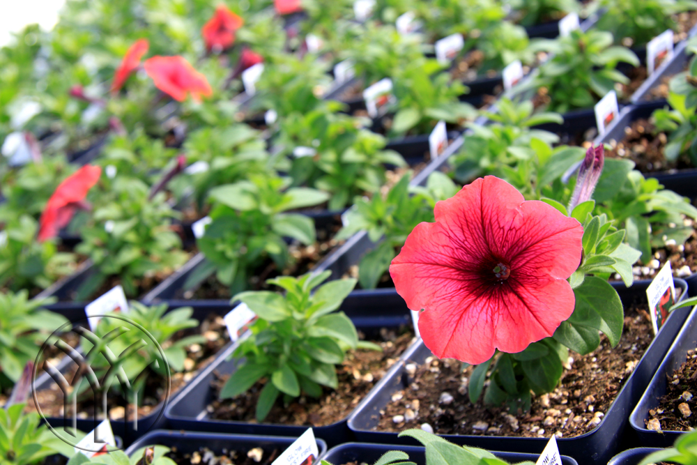 Mickman Brothers, Inc. - Landscapes For Living: Seed Starting Indoors ...