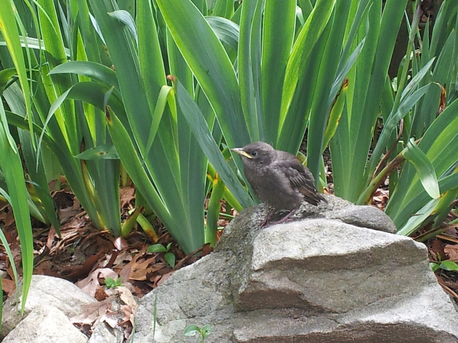 b13fotographica: baby starling...