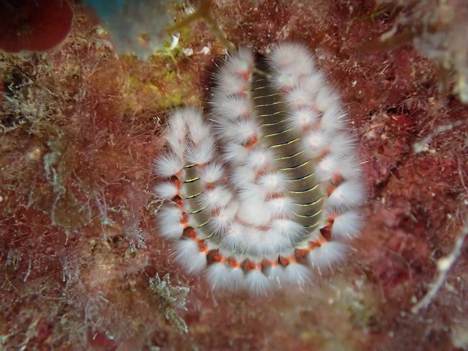 Biodiversity of Cyprus by NGO Protection of the Natural Heritage and ...