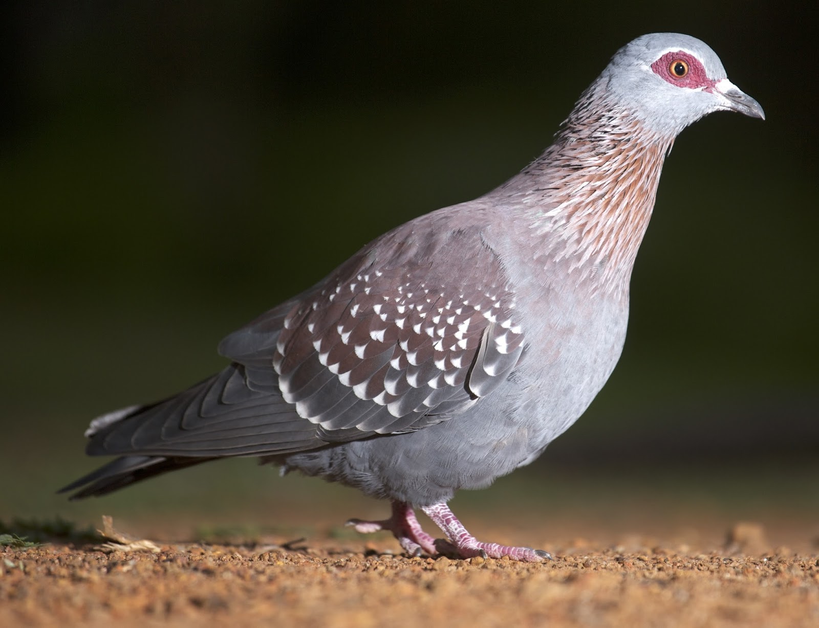 Birdlife in our village (1) |Renaissance in the Bushveld