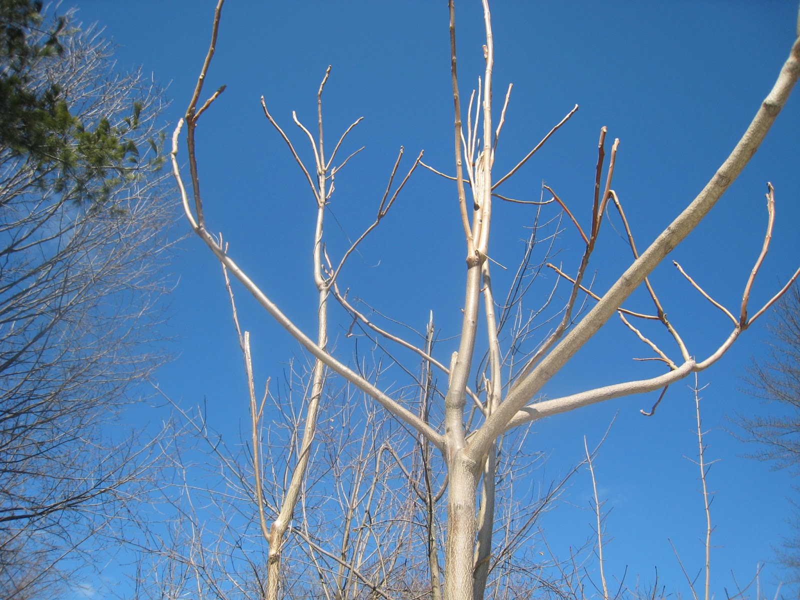 Maynard Life Outdoors and Hidden History of Maynard: 2012