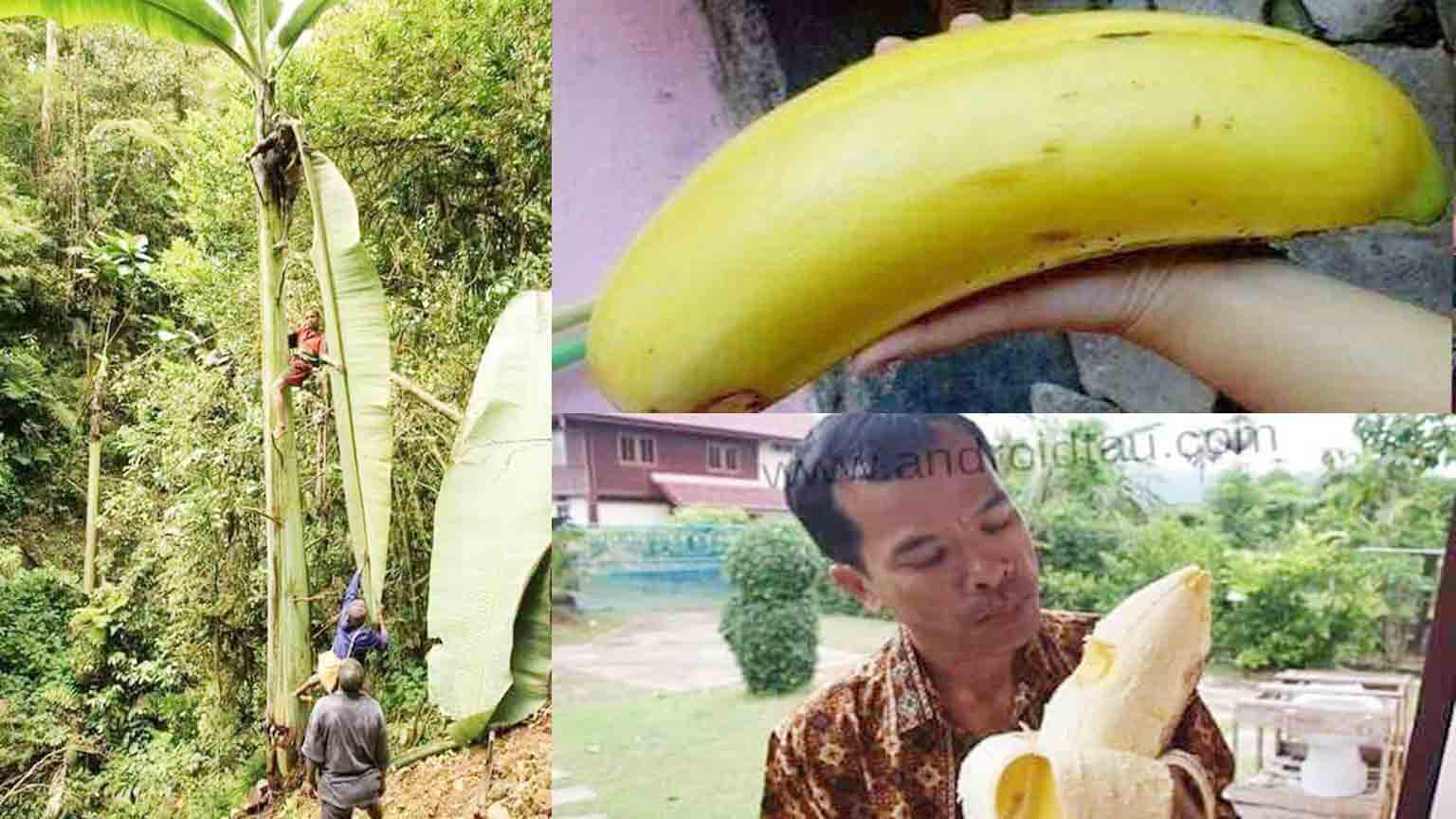 Indonesia Miliki Pohon Pisang Terbesar di Dunia, Besar Mencapai Ukuran ...