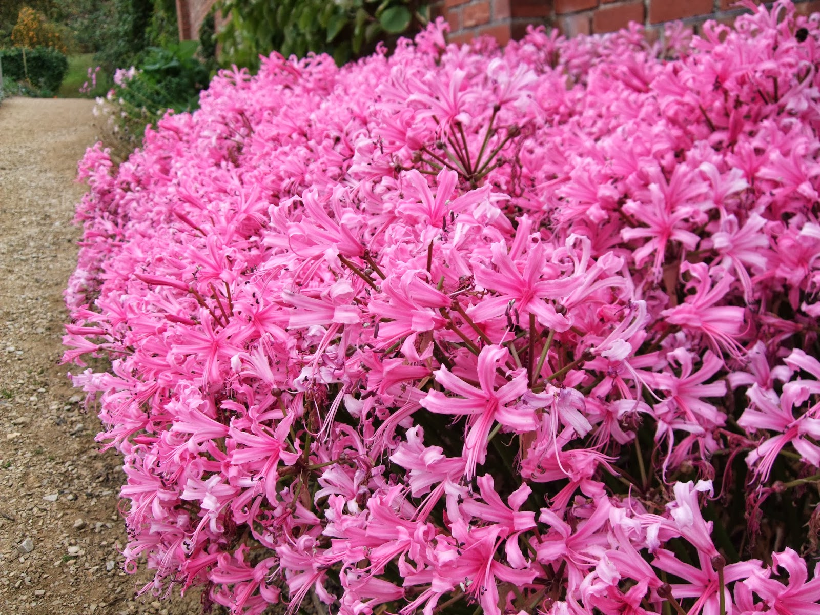 THE GUERNSEY LILY - Nerine bowdenii |The Garden of Eaden