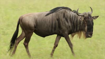 Wildebeests Facts And Pictures | All Wildlife Photographs