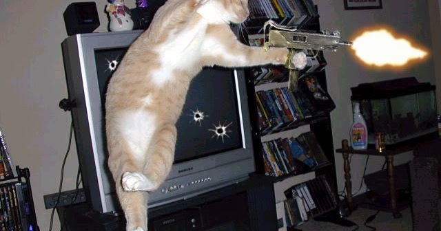 Funny Animals: Funny Animal With Guns