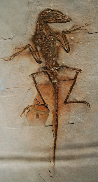 FOSSILBLOGLOGY: ORIGEN Y EVOLUCION DE LAS AVES....