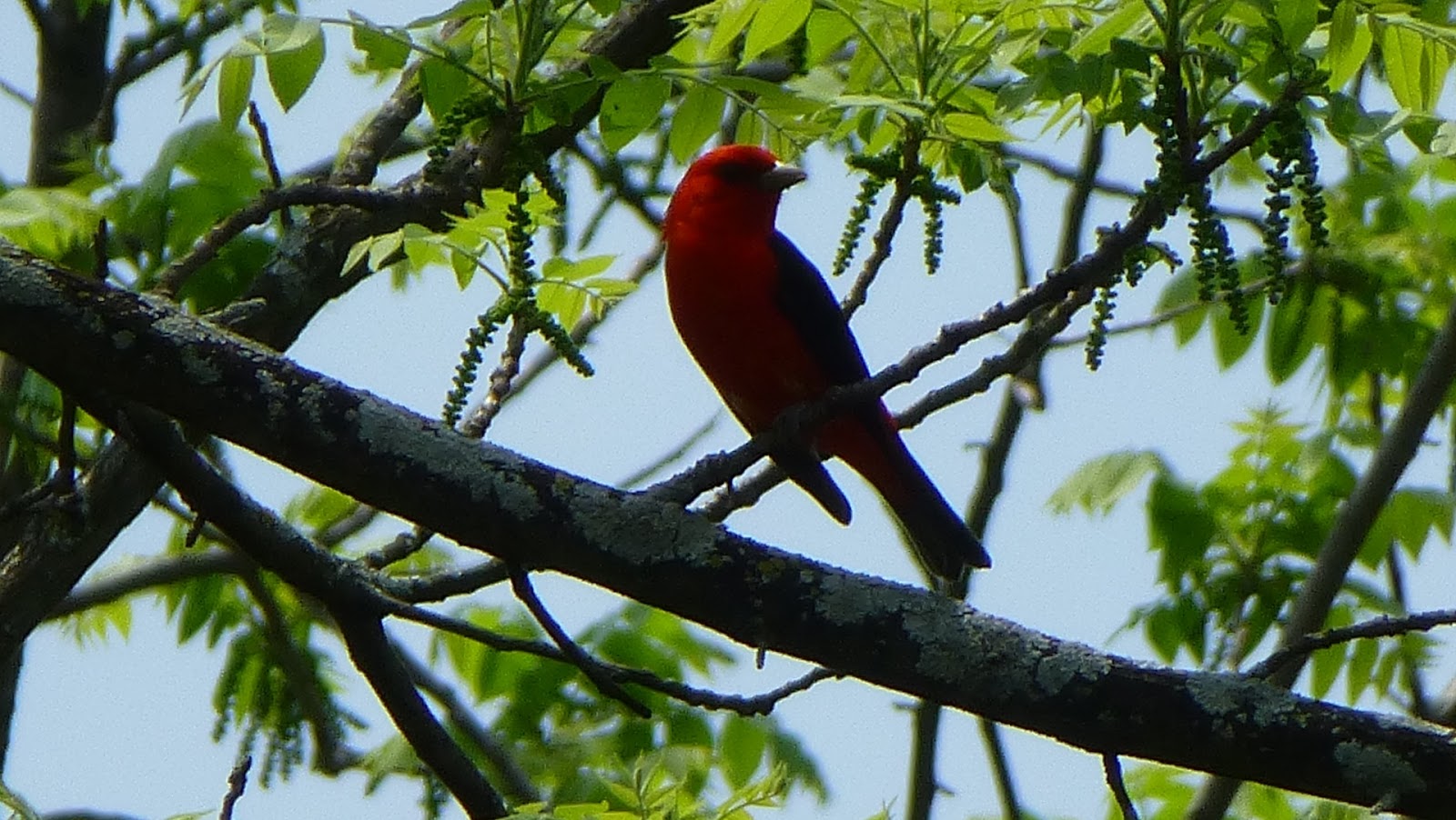 Feathers Fur and Flowers: Scarlet Tanager