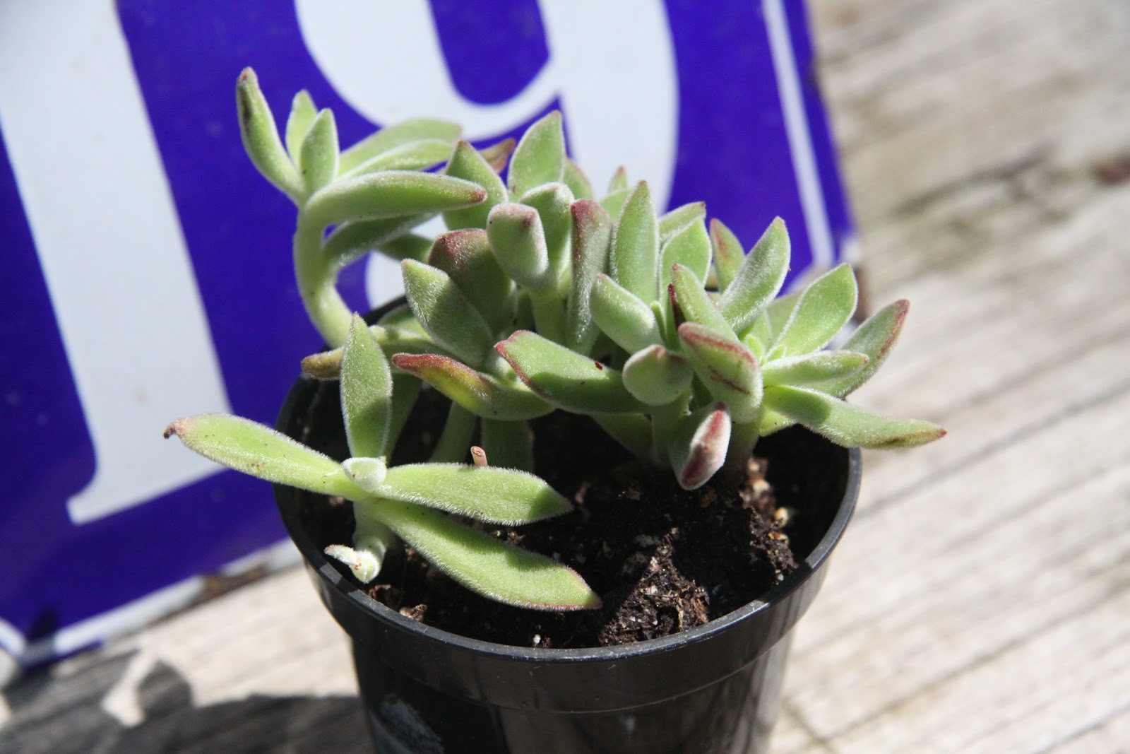 lisa gammel maas: in clover: Suffering and Succulents