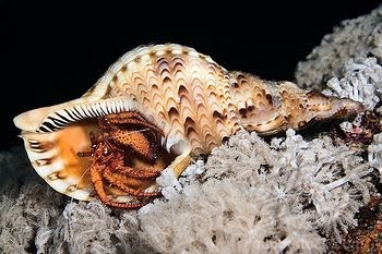 Babasiga: The Davui Trumpet Shell