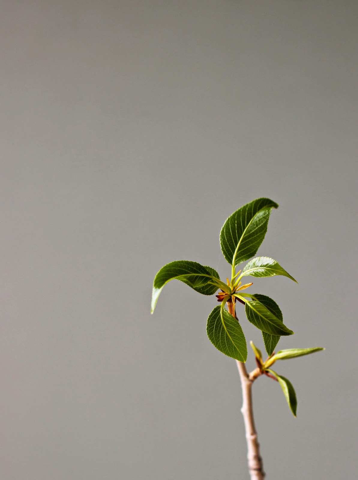 In the Company of Plants and Rocks: My Tree is just a Late-Bloomer