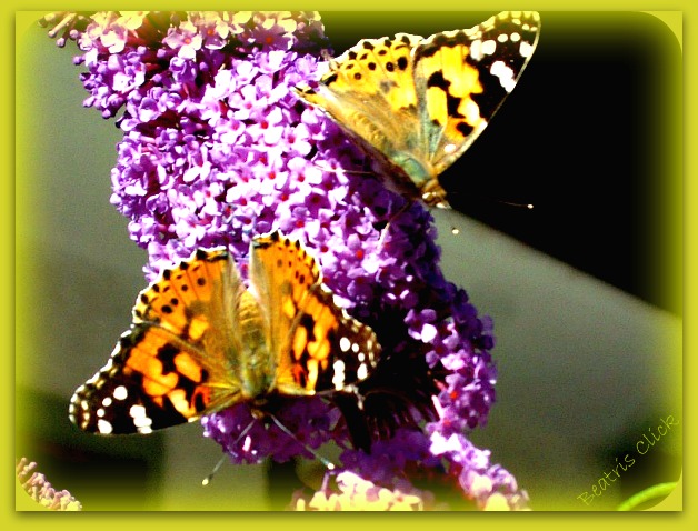 Beatris Click: Farfalle colorate!