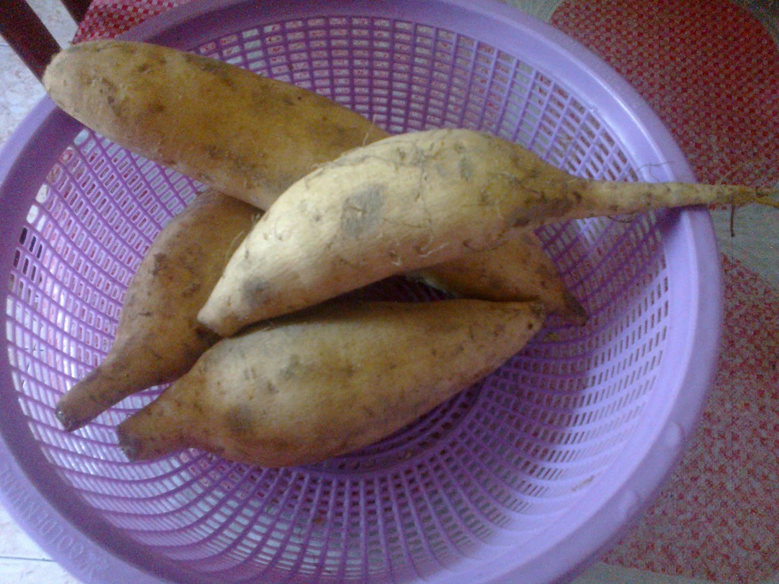 cik azz: Cara mudah tanam keledek putih.