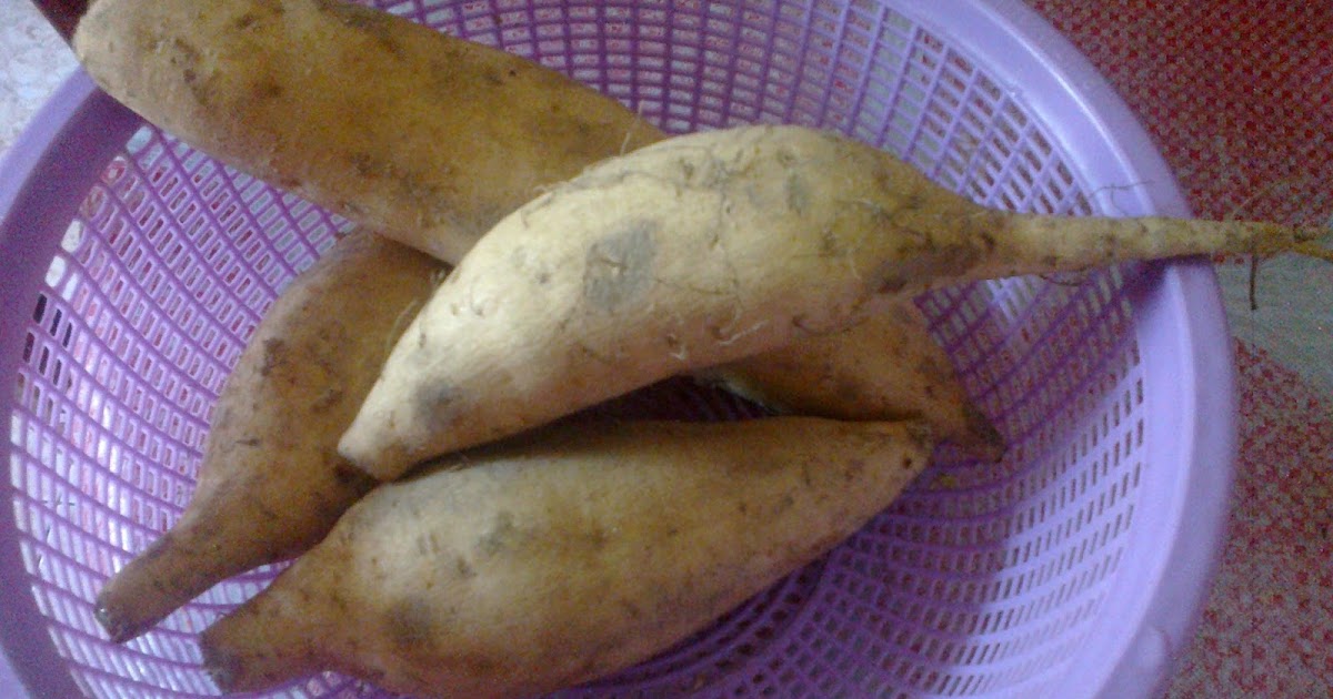 cik azz: Cara mudah tanam keledek putih.