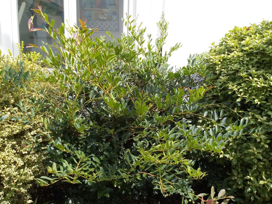 Future Plants by Randy Stewart: Isu Tree