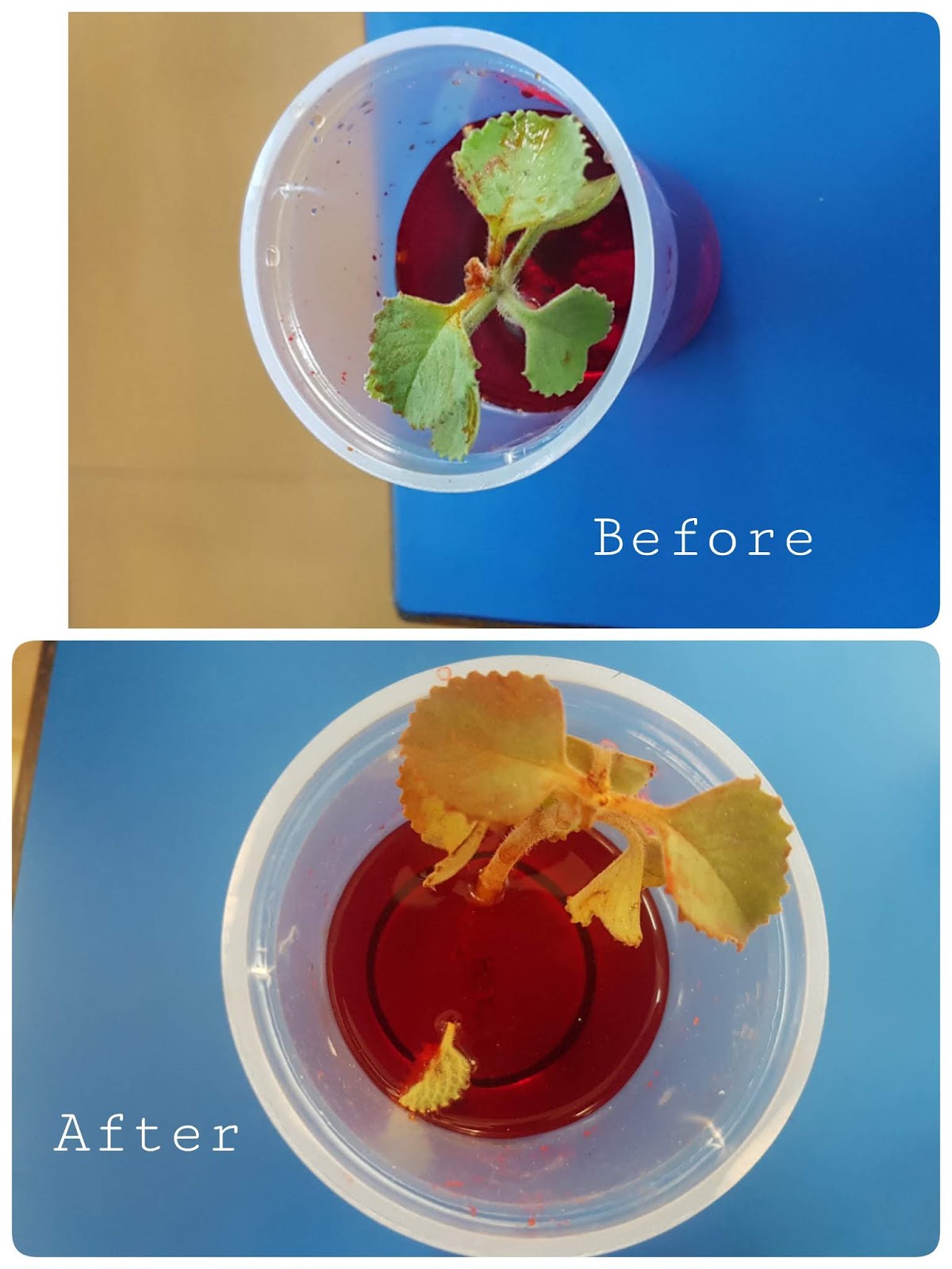 Science- Activity- Water travels through stem
