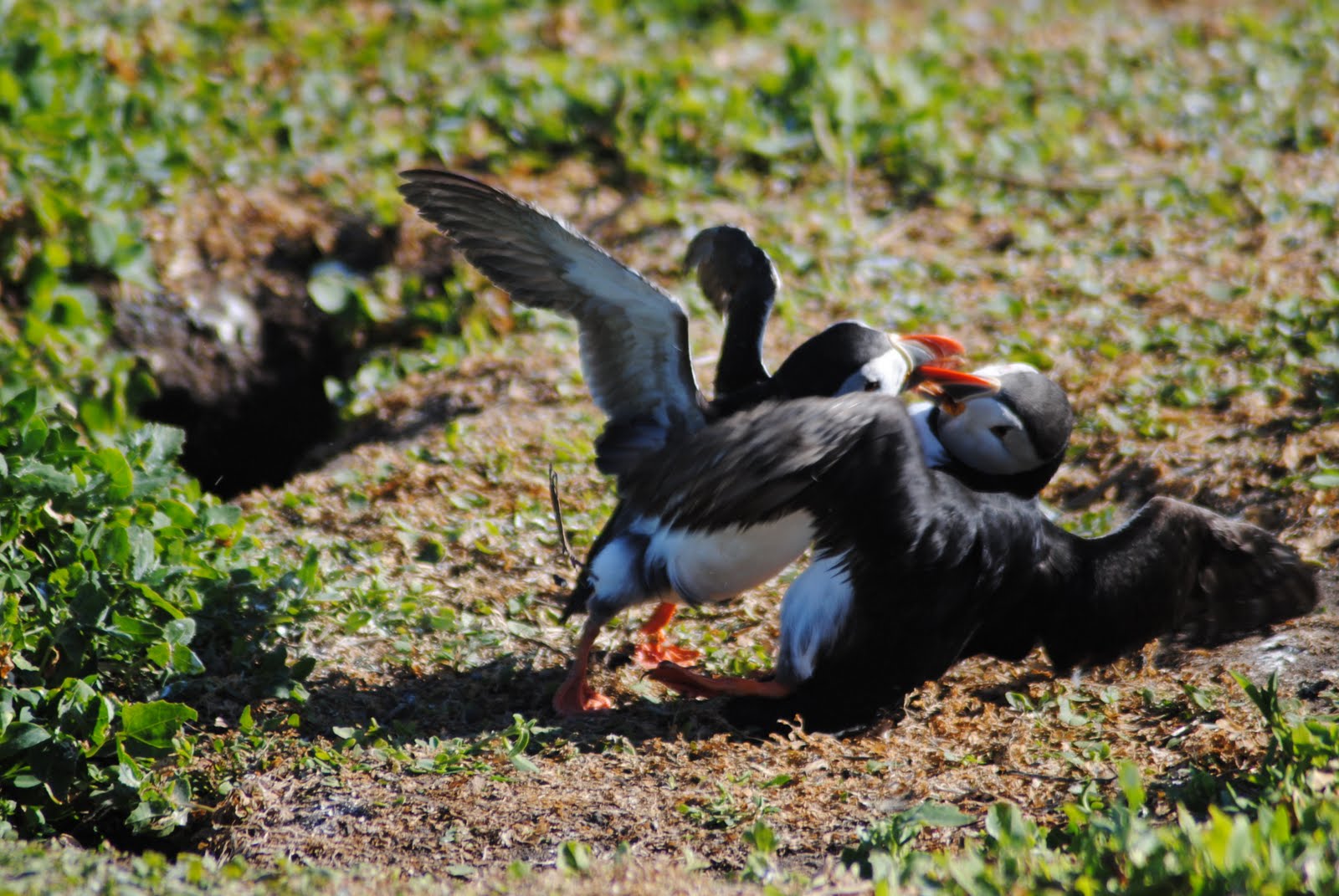 Puffin Fight - Serenity Farne Islands Boat Tours and Trips