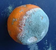 ciências news: FUNGOS ZIGOMICETOS