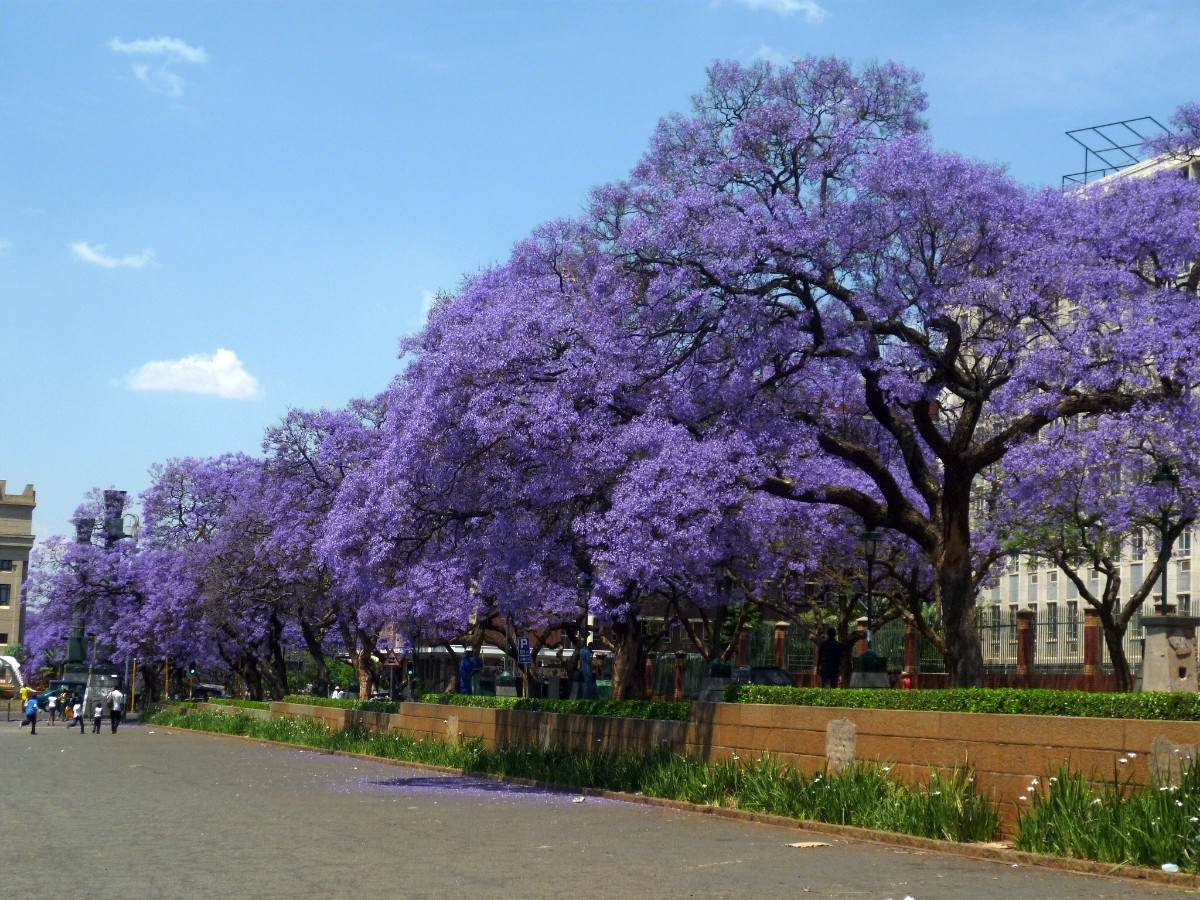 Jacarandá - Jacaranda mimosifolia, D. Don