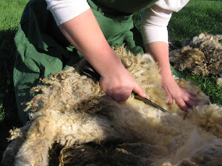 Rivenwood Tower News: Medieval Wool: Shearing
