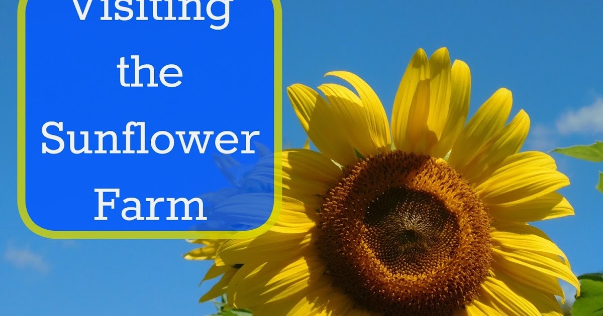 Visiting the Sunflower Farm