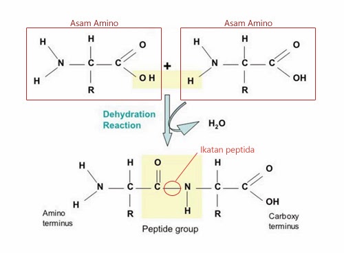 Sekilas tentang PEPTIDA
