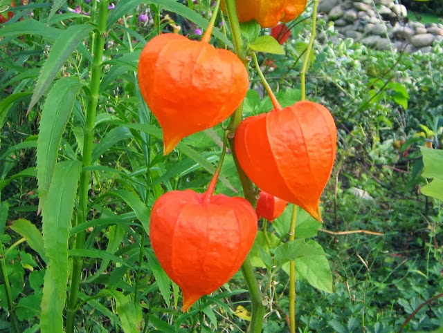 Bán hạt giống cây lồng đèn-Ship toàn quốc - Hạt Giống Hoa