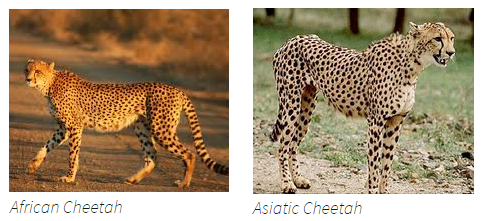 Abe's Animals: Body differences between African and Asiatic cheetahs