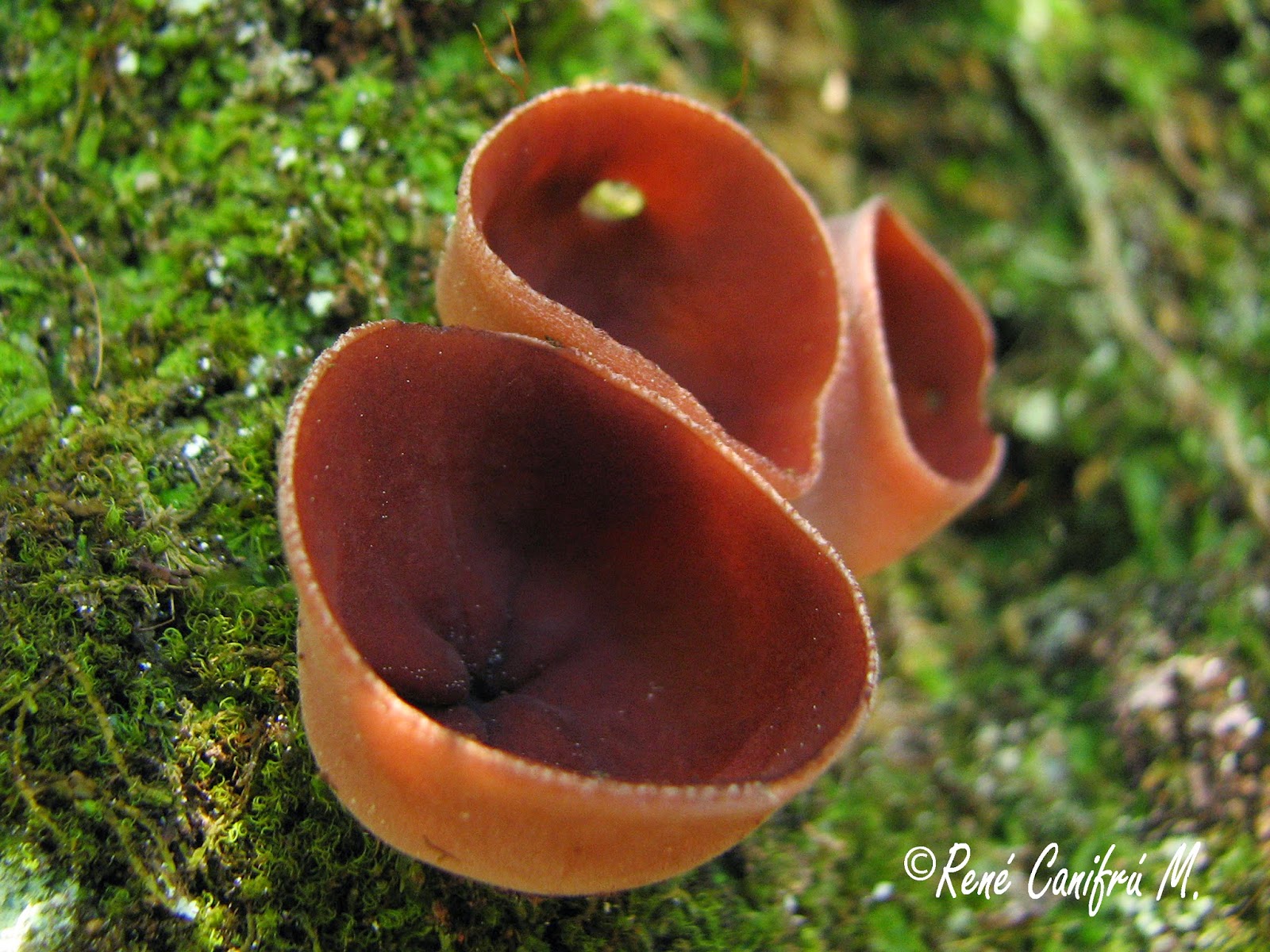 Hongos: Sarcoscypha coccinea