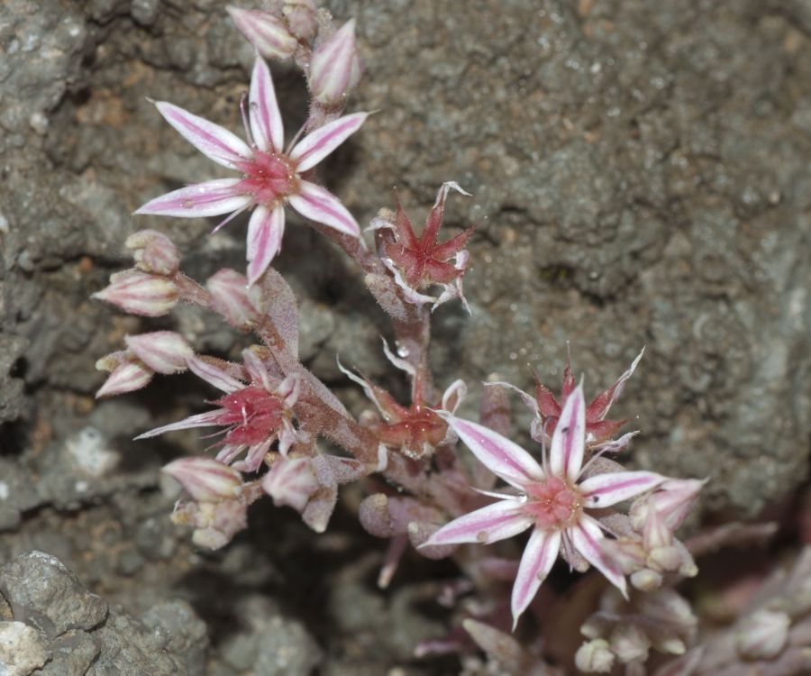 Hellenic Nature: Sedum hispanicum