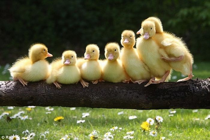 aprilie 2011 | Animale pufoase | frumoase | dragute