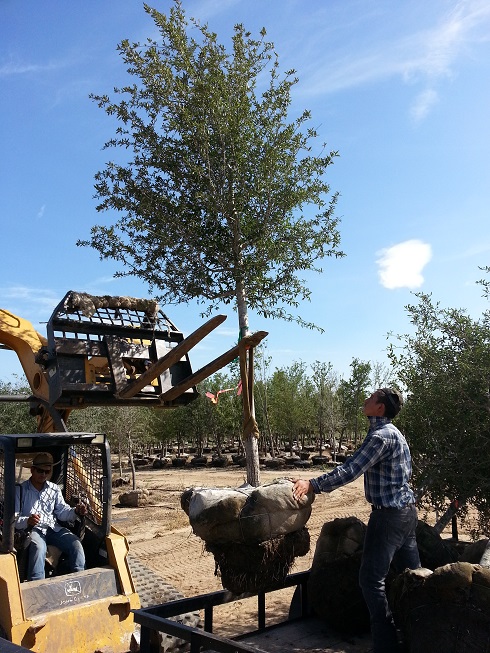 Big Live Oak Trees - Wholesale To the Public Pricing : Live Oaks Trees ...