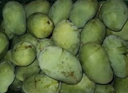 Agar Buah Mangga Cepat Matang, Ini Caranya - Rumah Petani