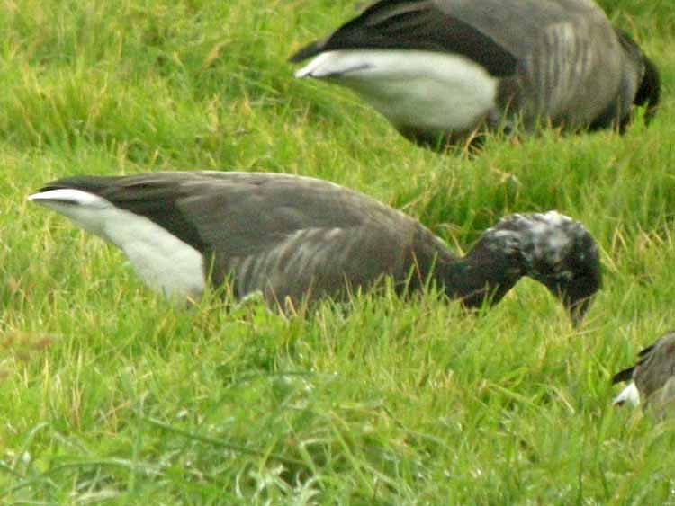 gobirding.eu Birding Diary: Wigeon x Mallard hybrid, Brant hybrid and ...
