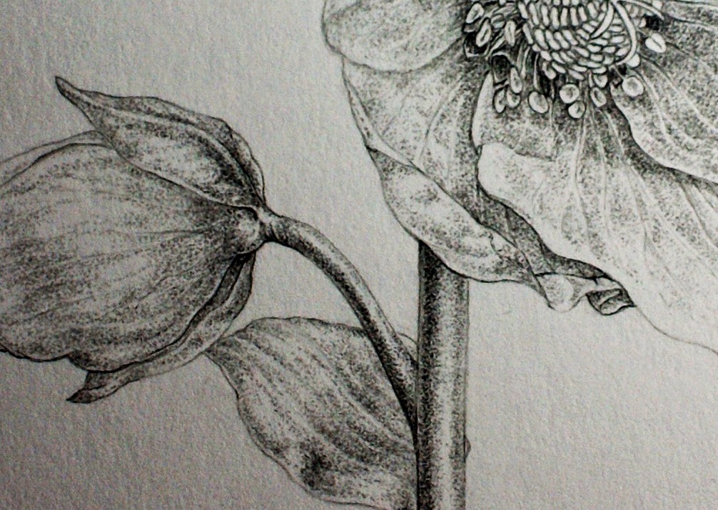 Dianne Sutherland: SBA Assignment 1. Graphite line and tonal drawing