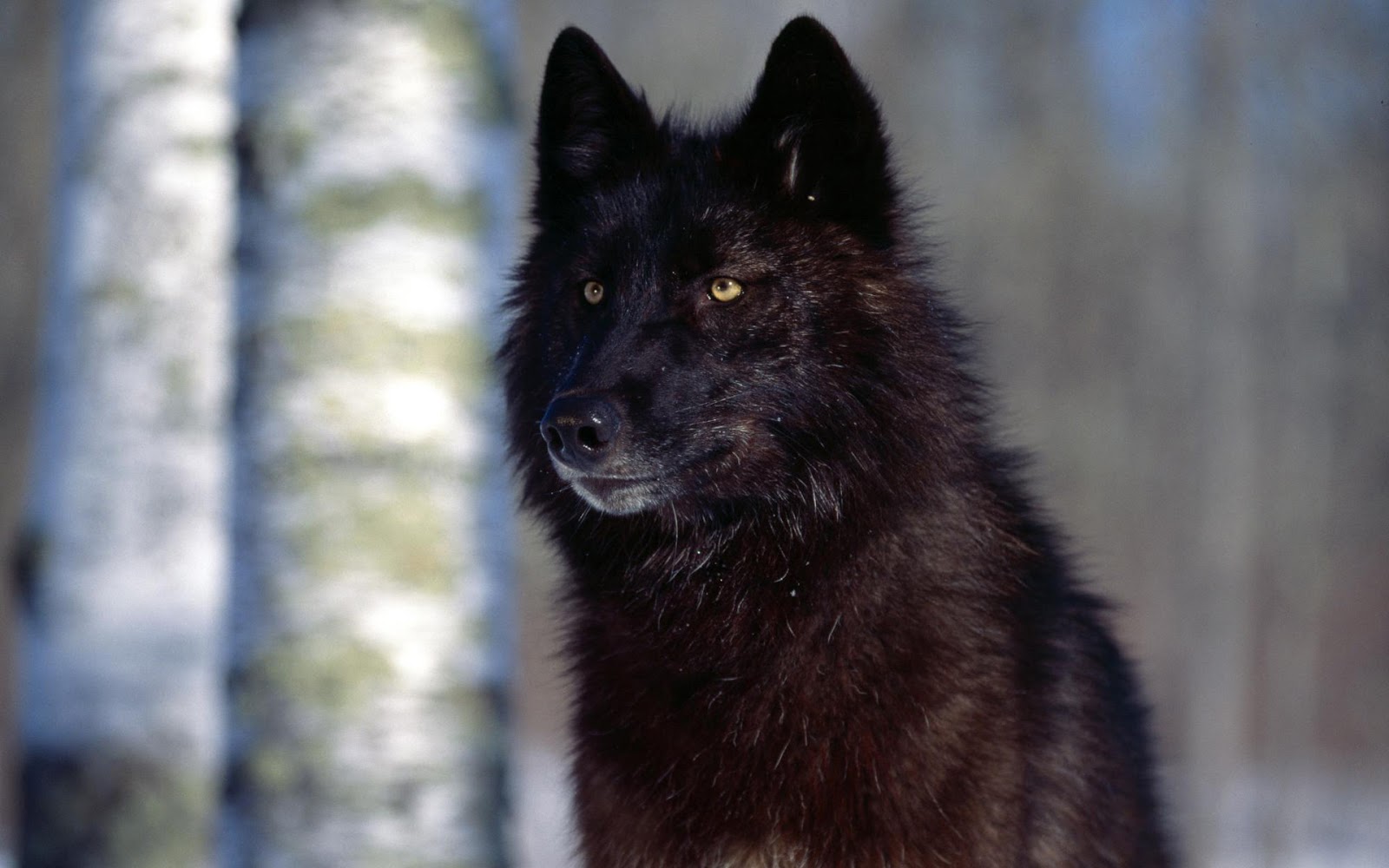 I Love You, Earth!: "THE RISE OF BLACK WOLF'