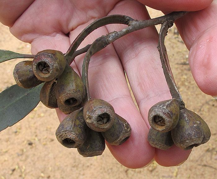 Esperance Wildflowers: Eucalyptus platypus subsp. congregata - Moort
