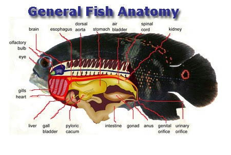 Fish Heart Anatomy