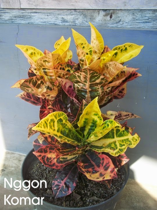 Sanctuary Inc.: Puring Naik Kasta