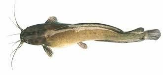 Mengenal Ikan Lele Dumbo Secara Luas - Blog Mas edisugianto