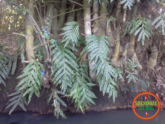 Soendoel Blog: Filsafat Pohon Bambu ( Ngelmu Pring )