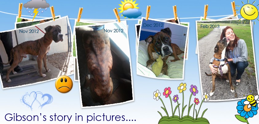 Second Chance Boxer Rescue Florida