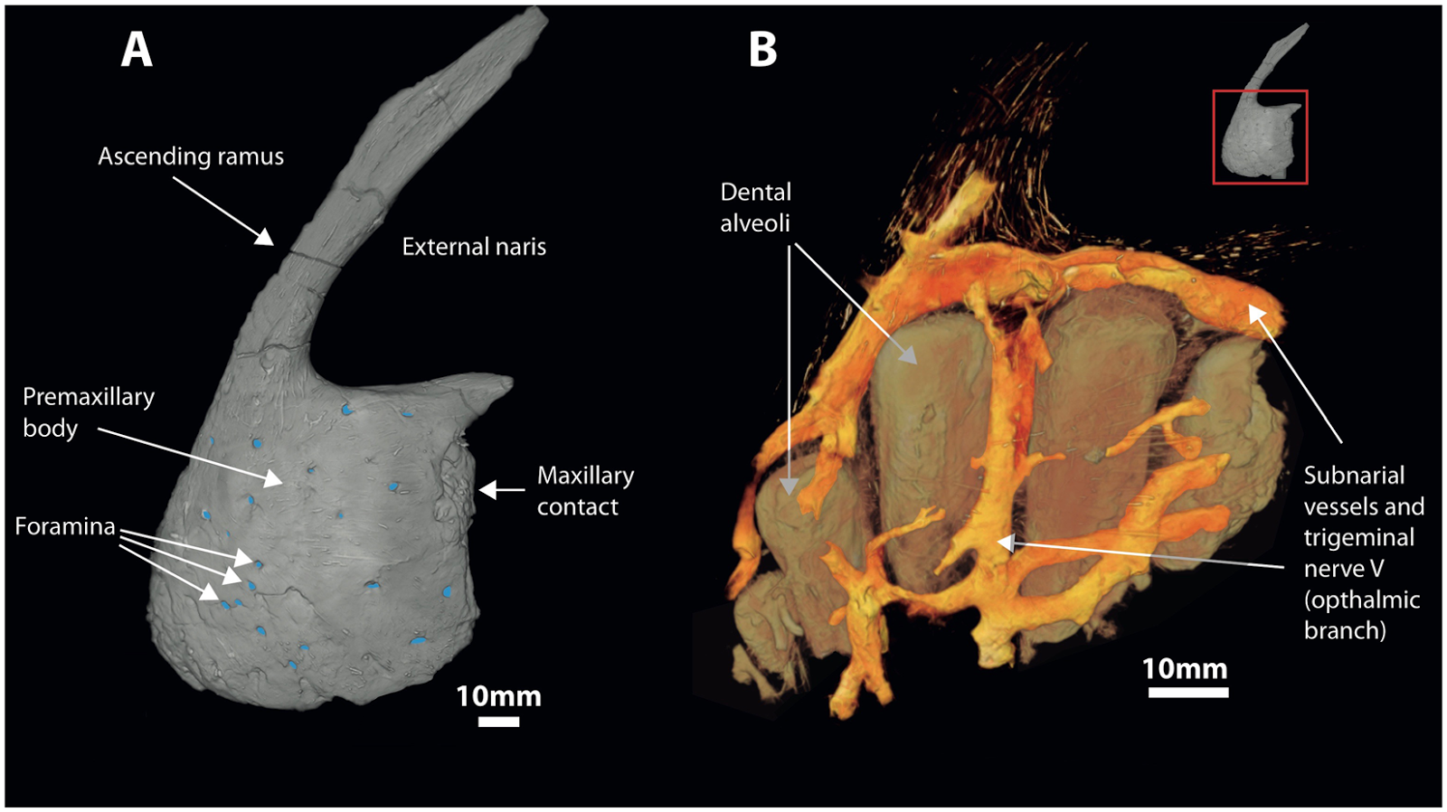 Sciency Thoughts: Neovenator salerii: The neuroanatomy of the rostrum ...