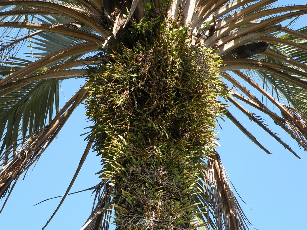 Uruguay's wildlife & Natural sanctuaries - Santuarios naturales & flora ...