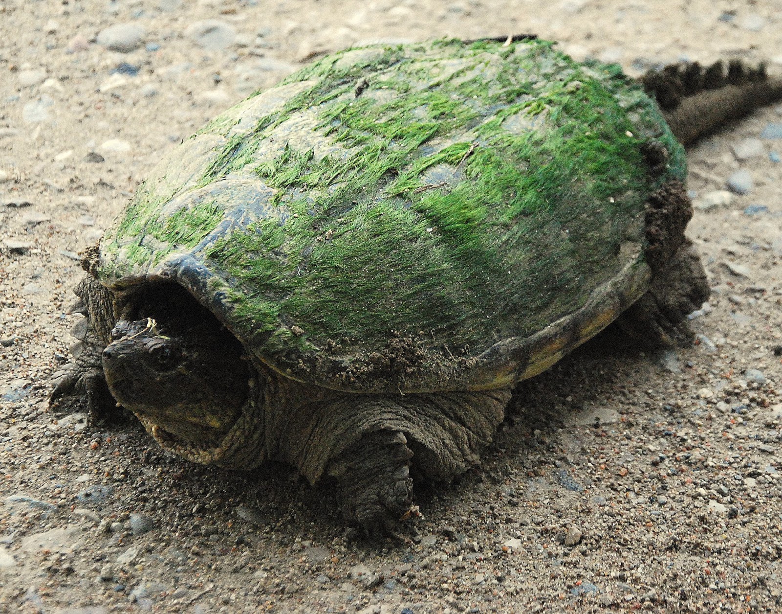 Camera on King & Aurora : Slow down...turtles do