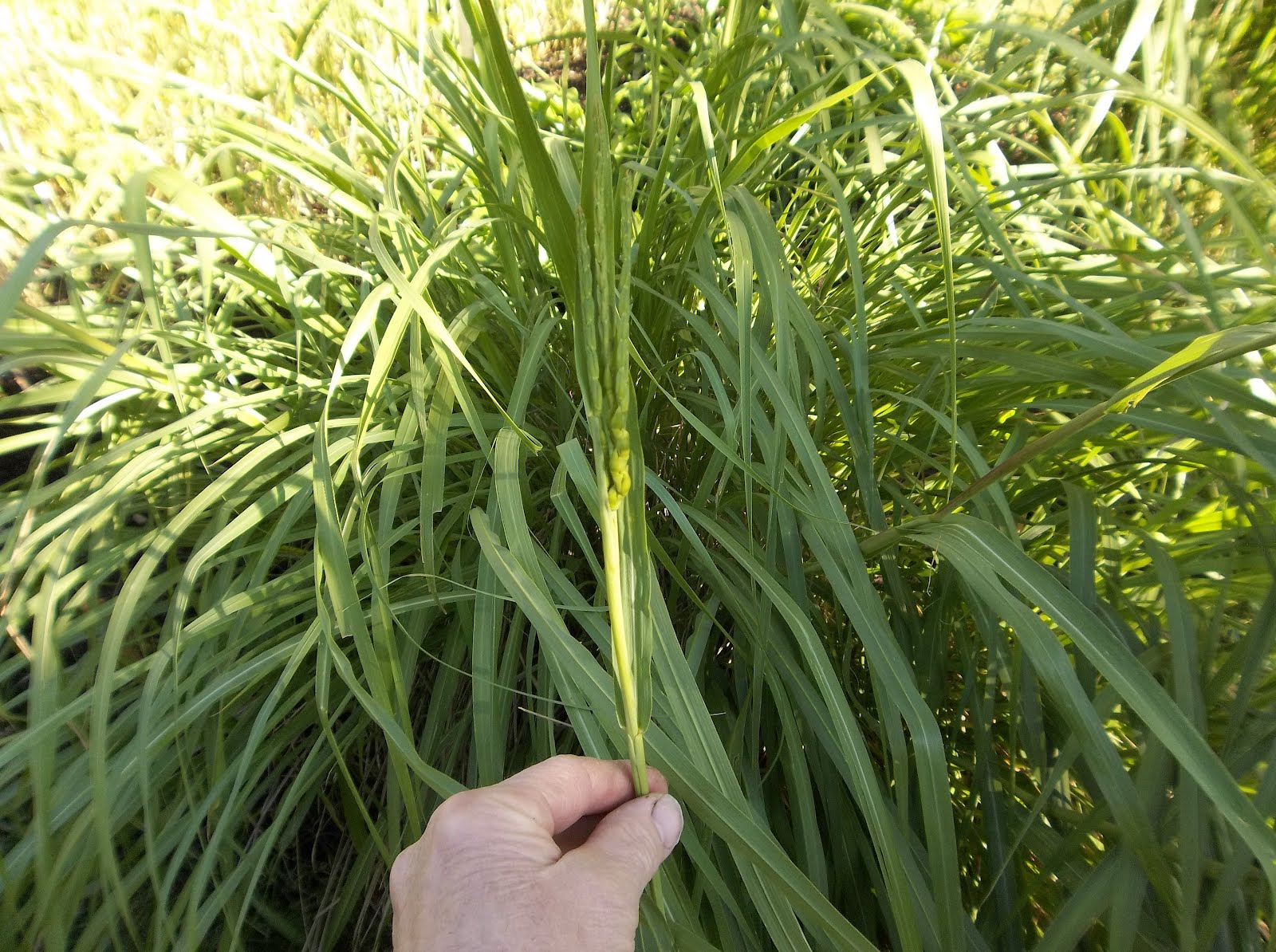 The Perennial Agriculturalist: more eastern gamagrass