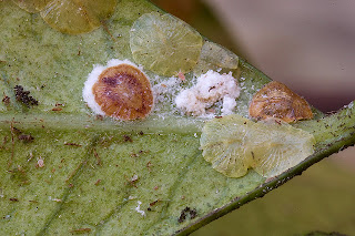 Animal Behavior : Parasitoides en Insectos Escamas